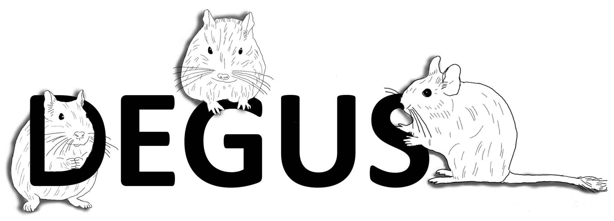 Steckbrief – Degus